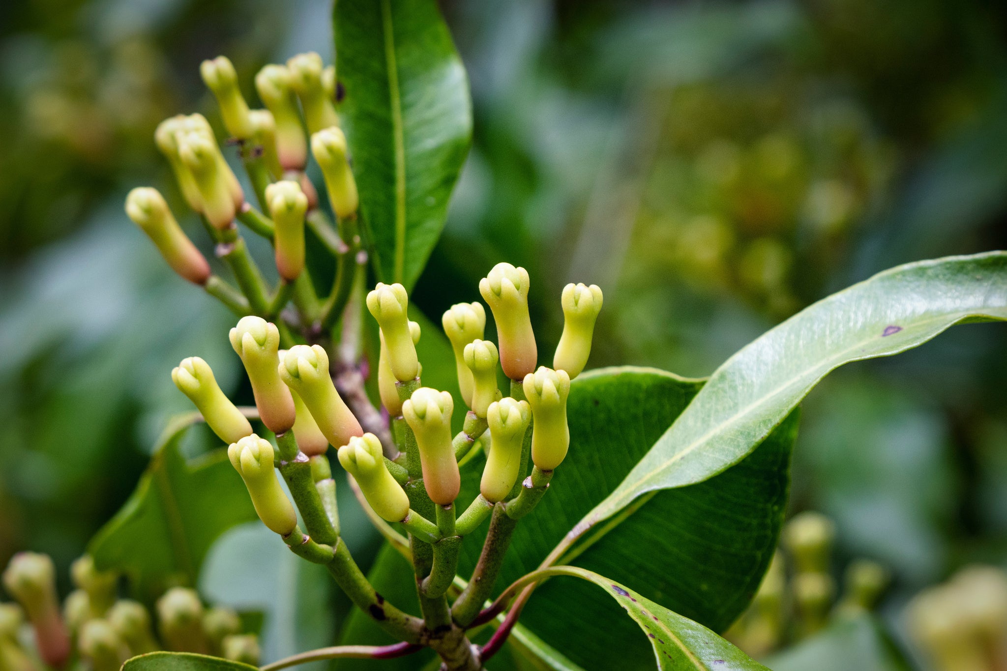 The Miraculous Clove: Enhancing Health and Beauty Inside and Out ...
